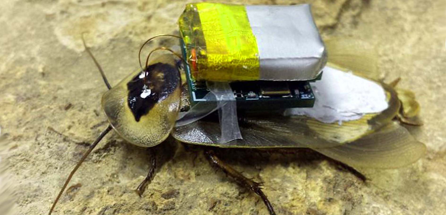 Create Your Own Roach Cyborg